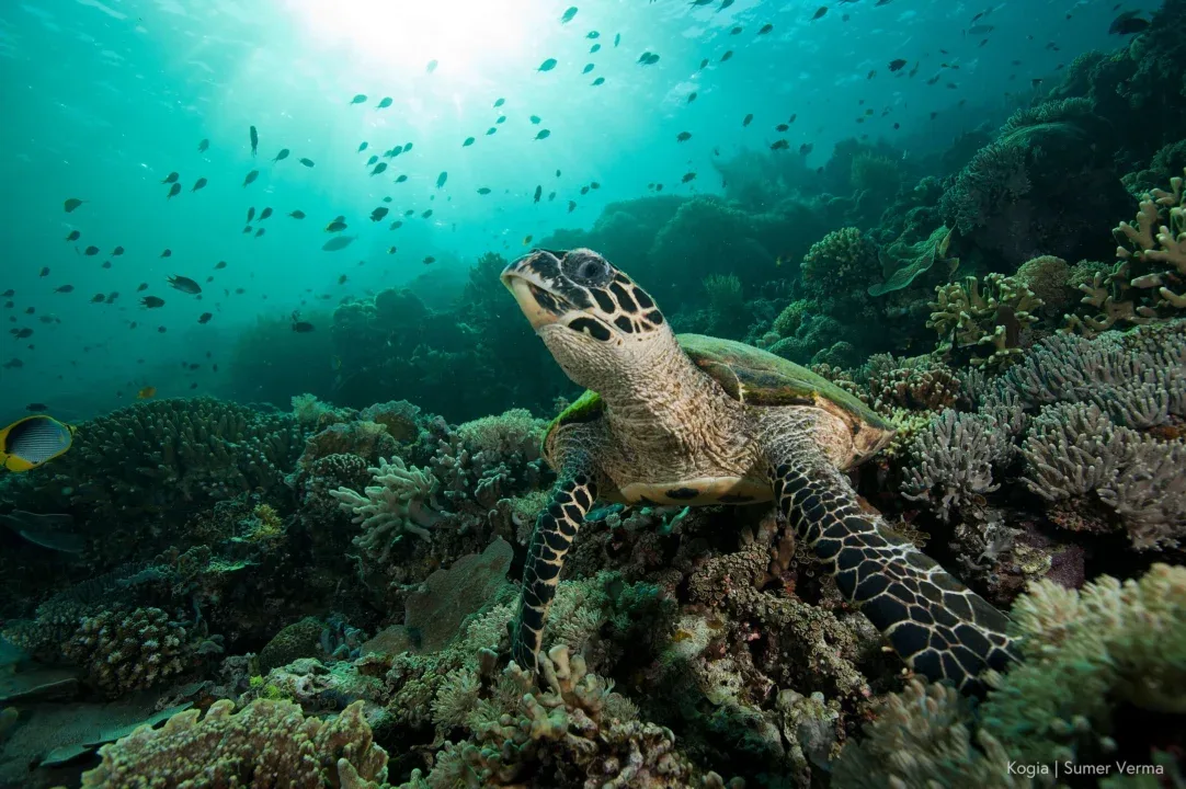 Saudi Arabia Coral Reef Protection Leads Global Initiative